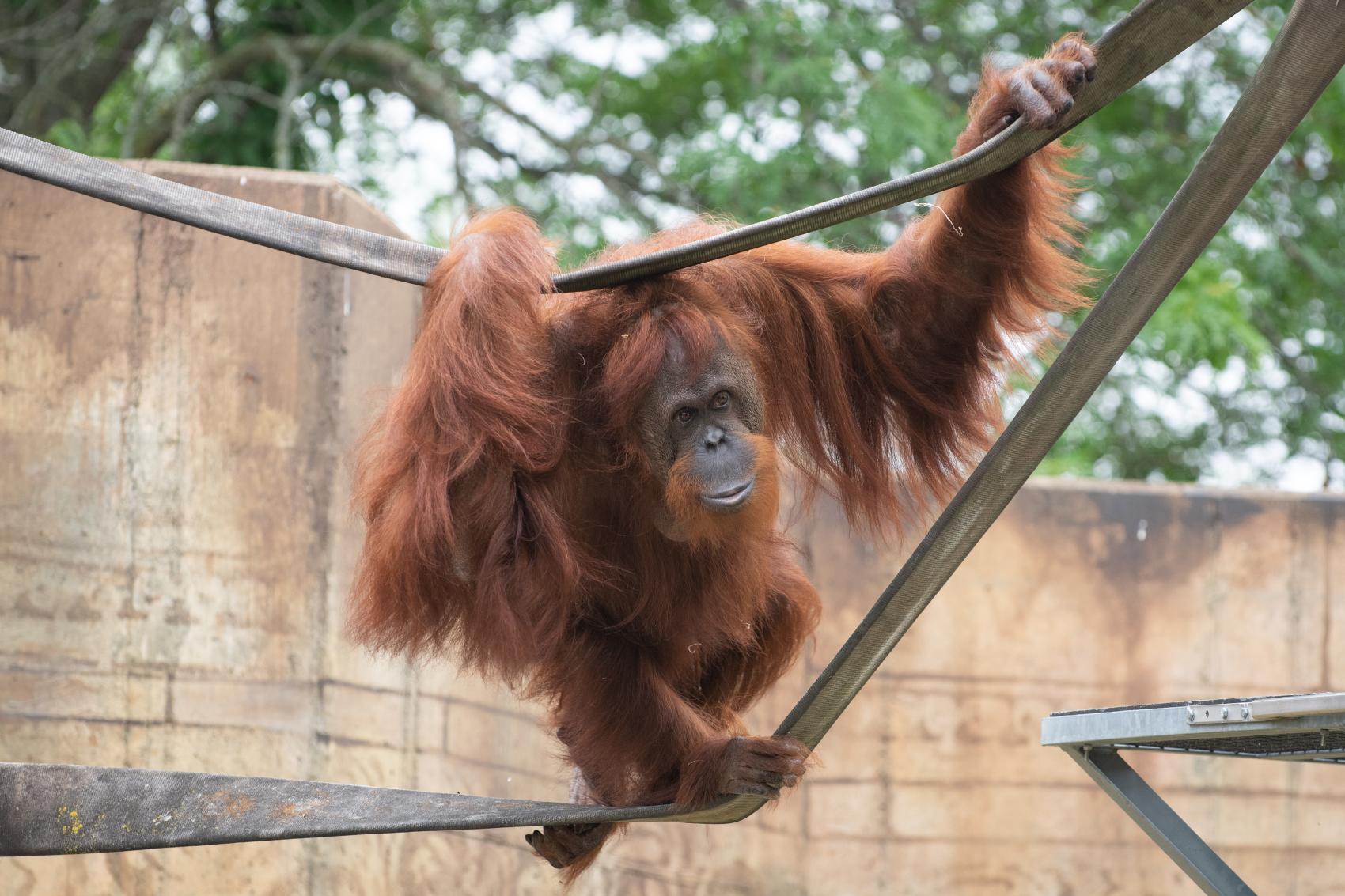 Meet Dumplin: One Bornean Orangutan with Many Talents | Columbus Zoo and Aquarium
